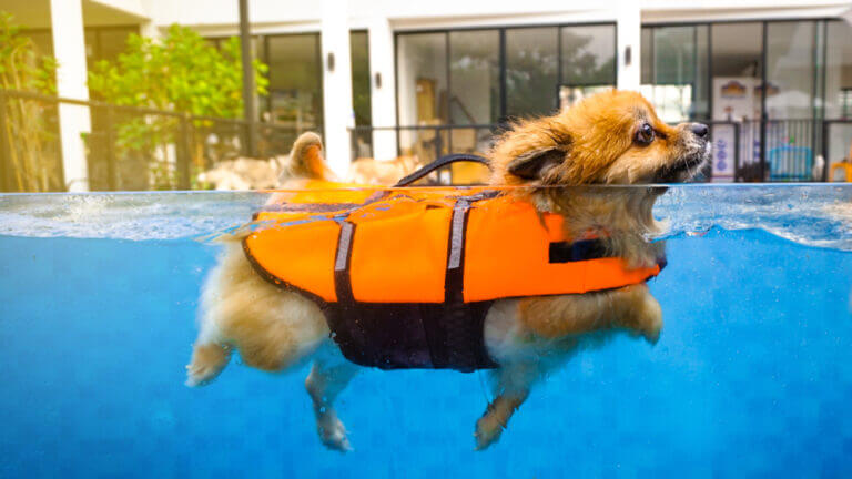 How to Teach Your Dog To Swim | Spot and Tango