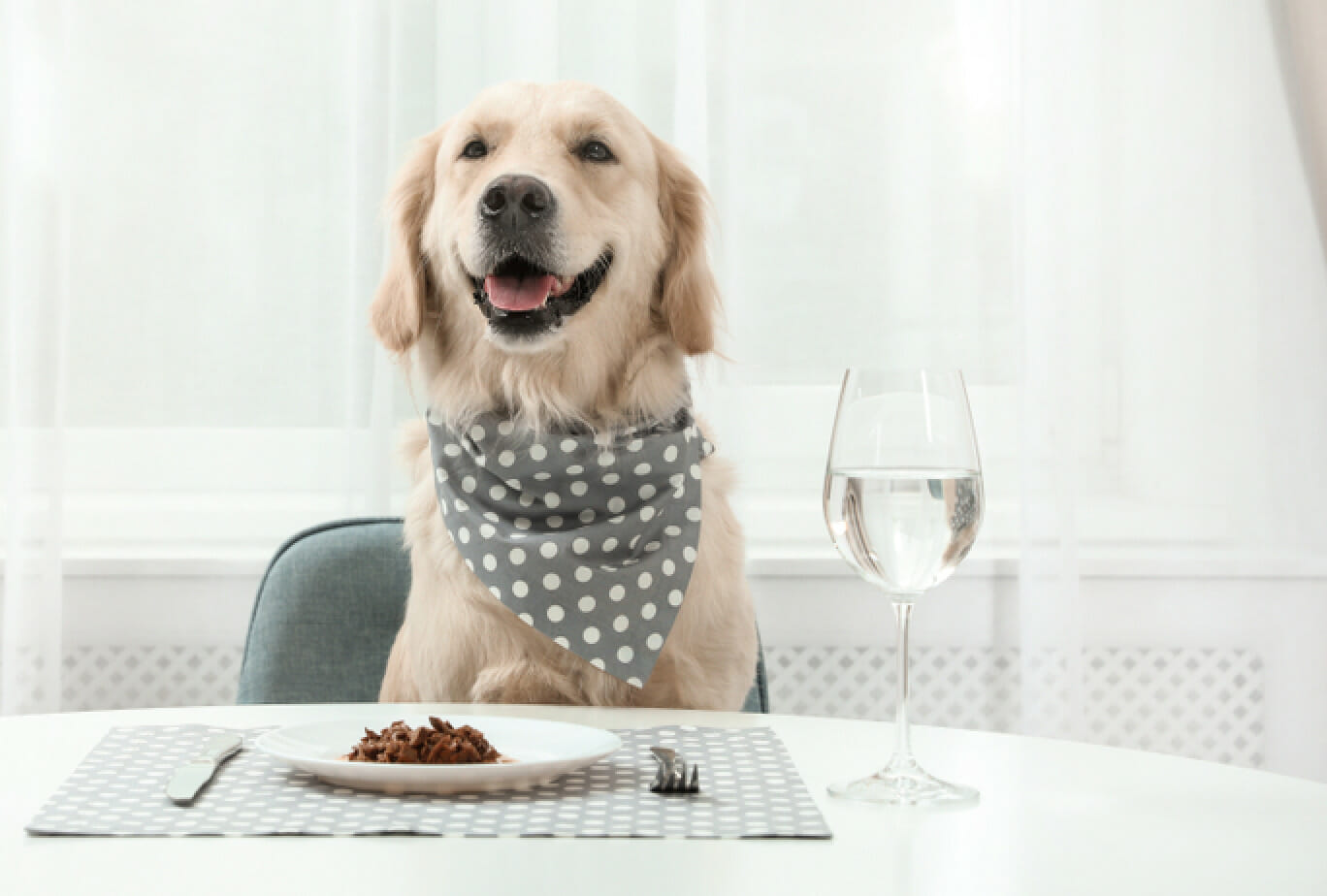 Booze Hounds: What Cocktail is Your Canine? | Spot and Tango