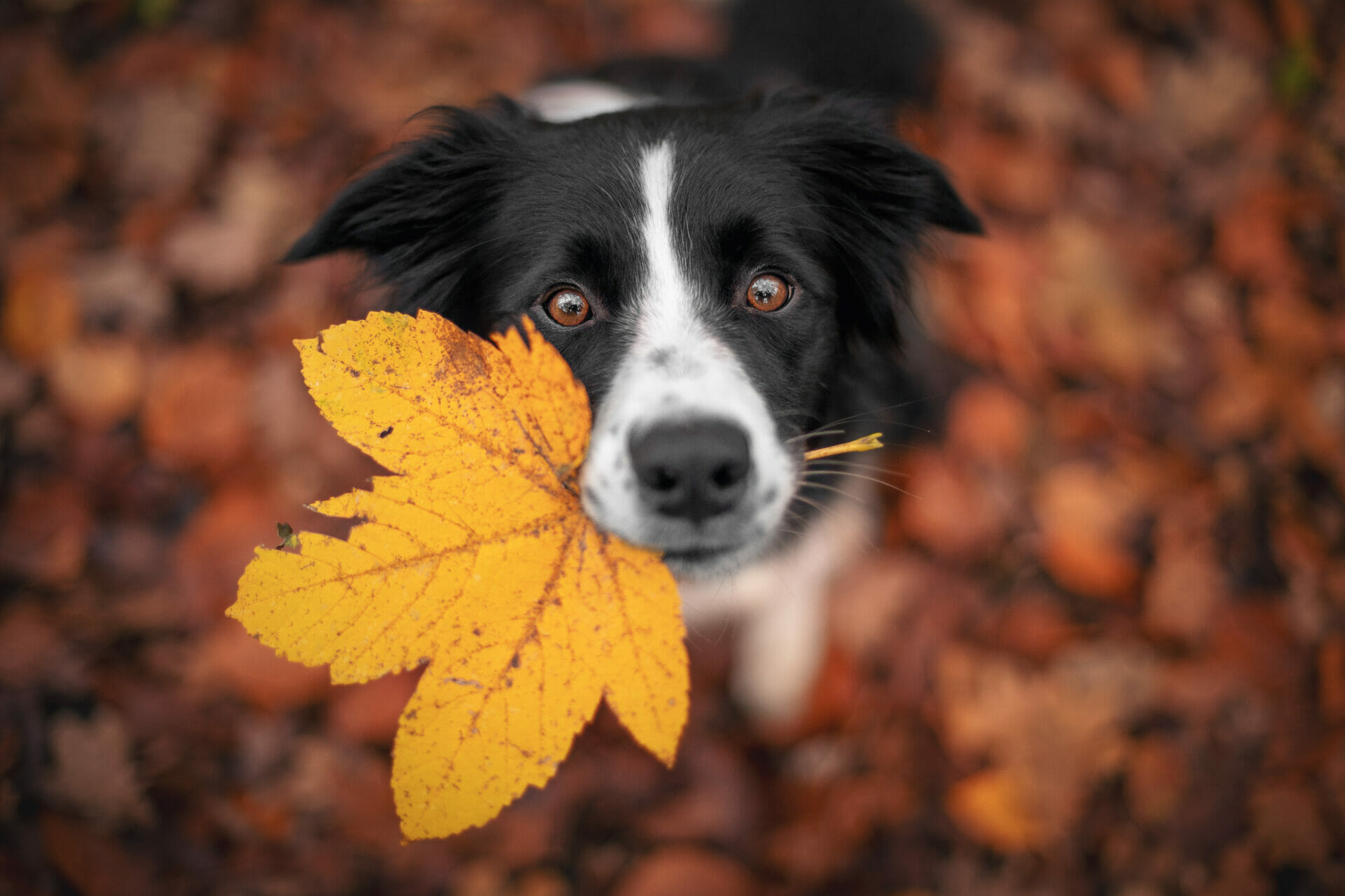 10 Dog Friendly Things To Do This Fall With Your Dog 10 Dog Friendly Things To Do This Fall With Your Dog