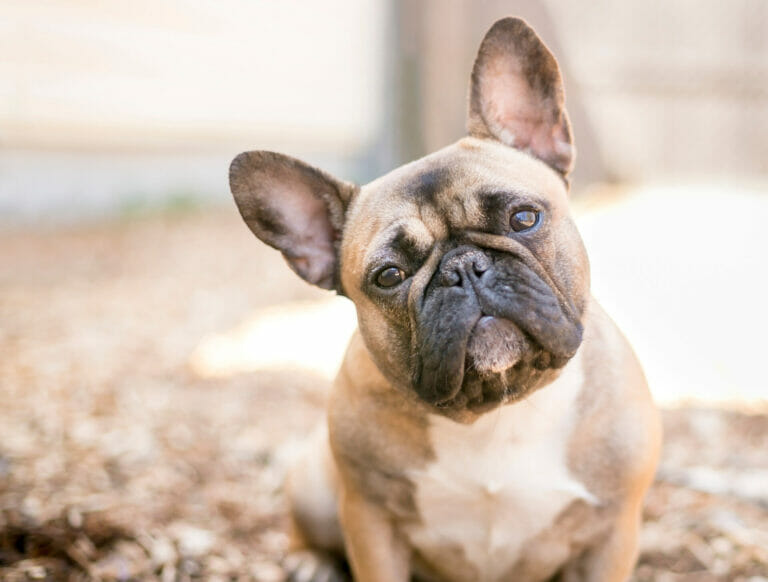 The 10 Most Stubborn Dog Breeds | Spot and Tango