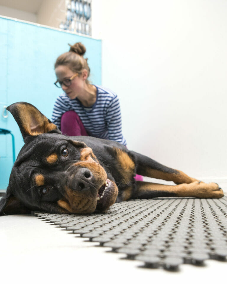 Pet Chiropractor, Everything You Want To Know | Spot and Tango