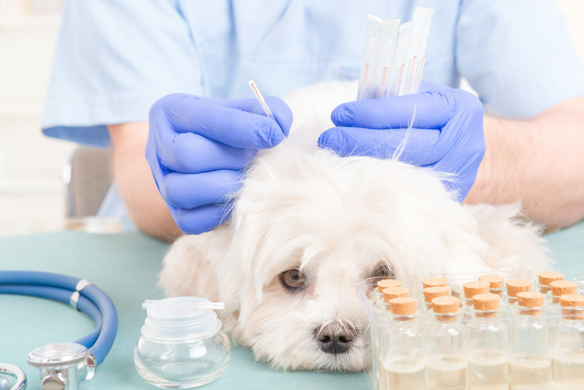 Canine Acupuncture And How It Can Help | Spot and Tango