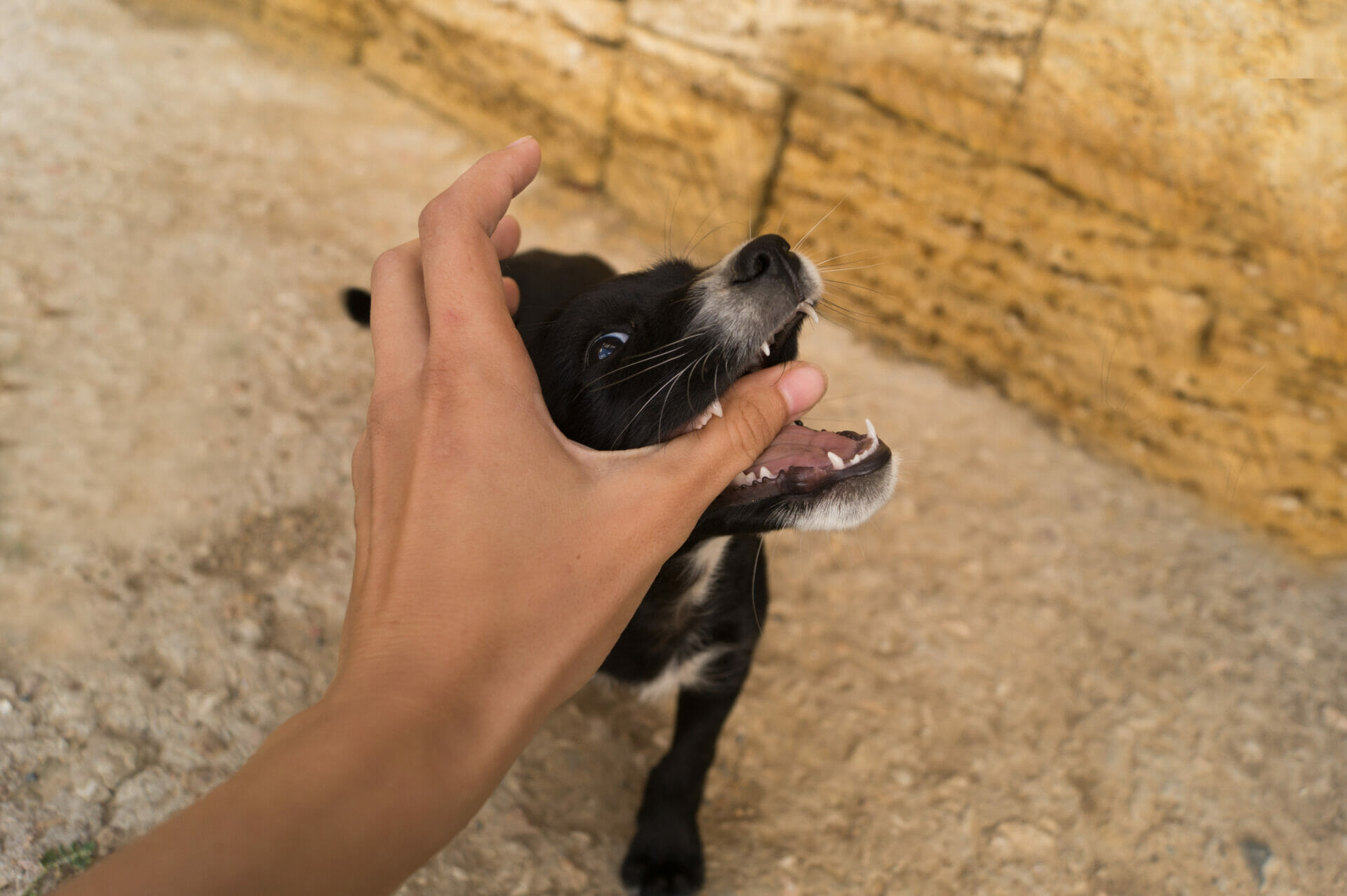Bite Inhibition: What's Appropriate And How To Teach It | Spot and Tango