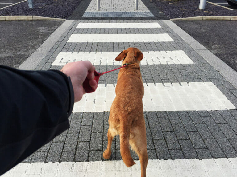 How To Stop Leash Pulling | Spot and Tango