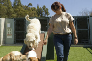 What To Do When You Can't Bring Your Dog | Spot and Tango