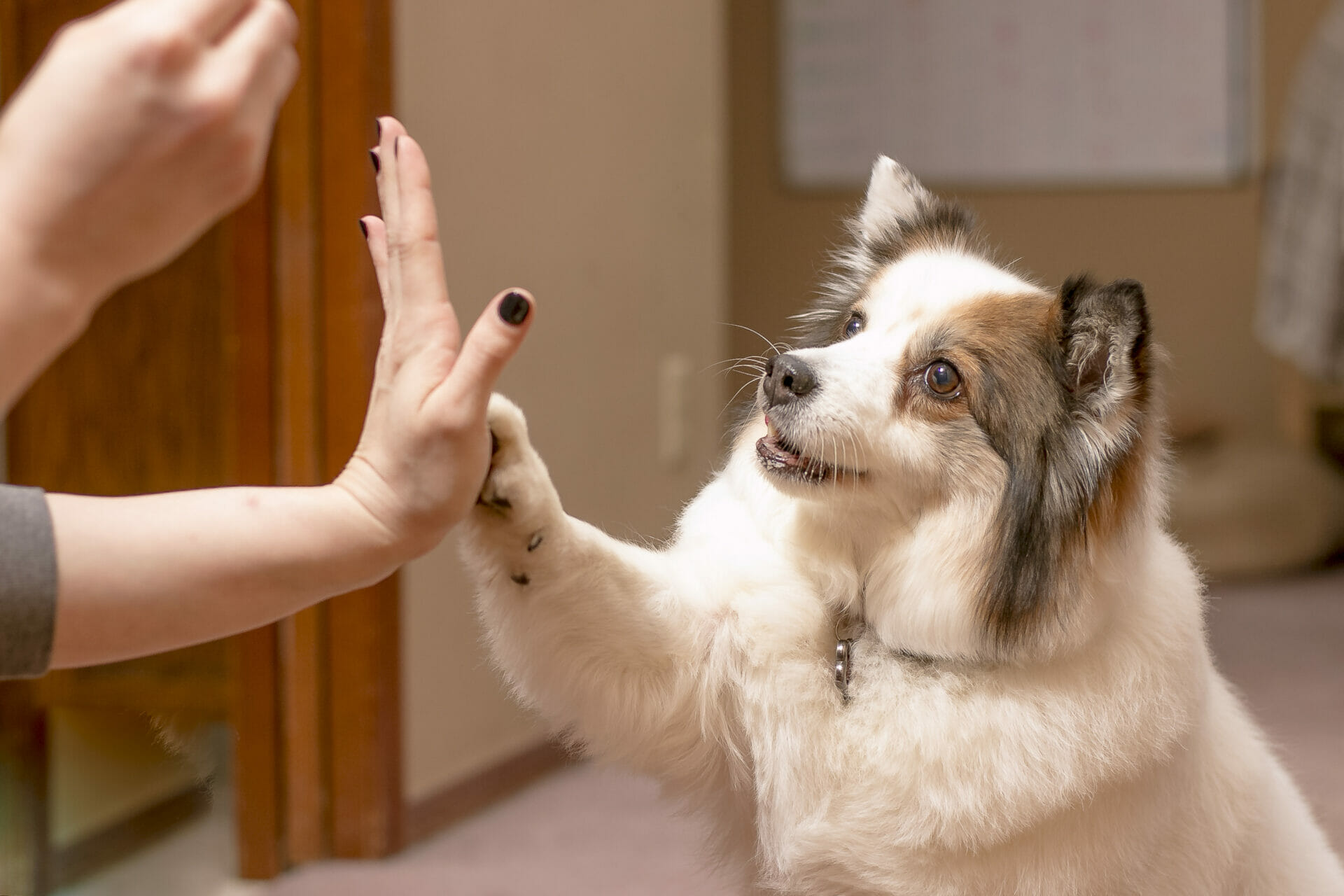 10 Fun Tricks To Teach Your Dog | Spot and Tango