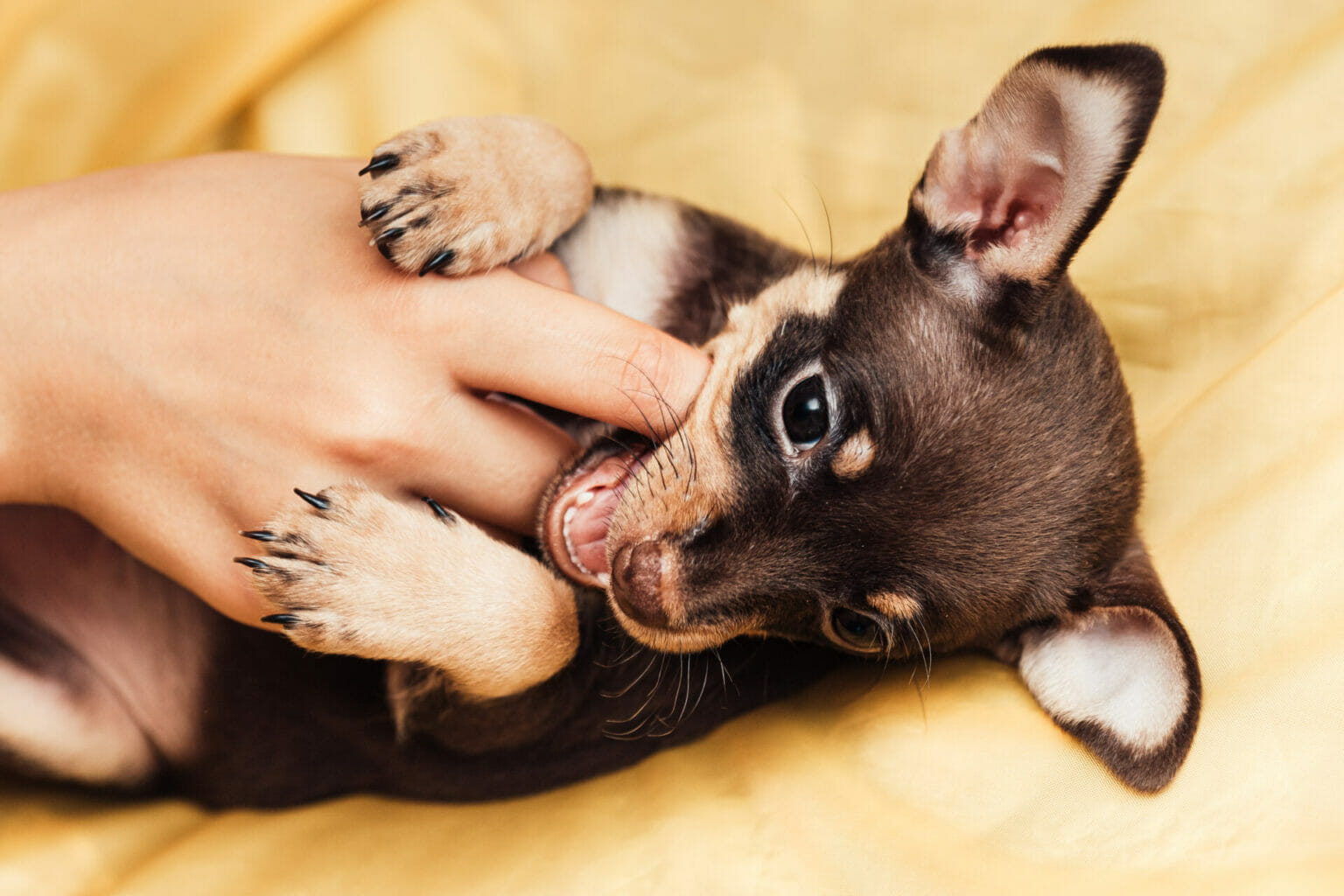 How To Deal With Dog Nipping And Biting | Spot and Tango