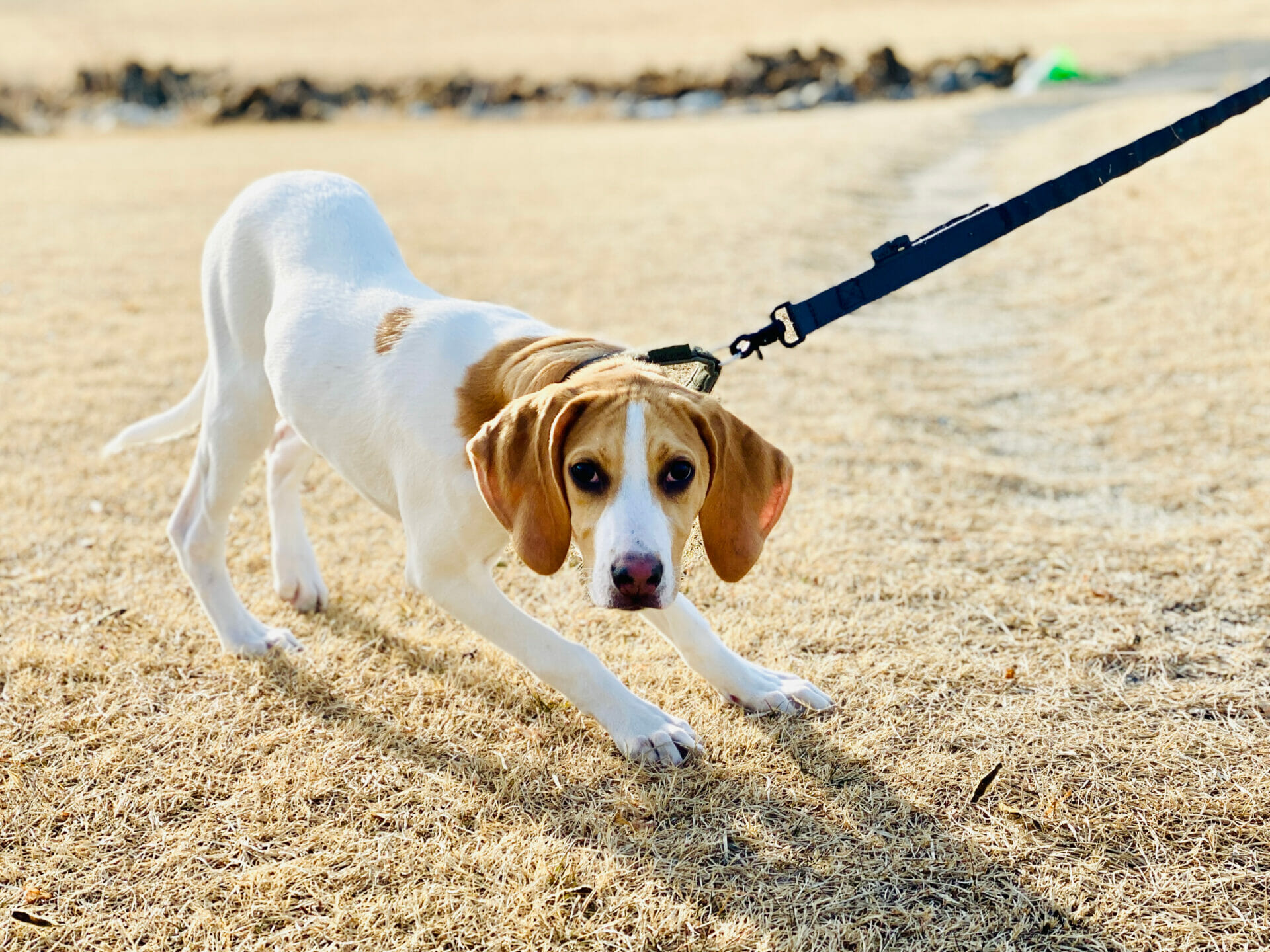 9 Habits You Should Stop Doing Now As A Dog Owner | Spot and Tango