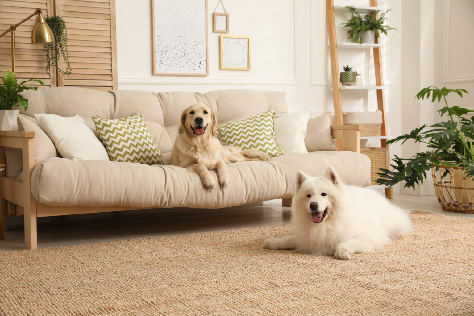 Where Does Your Dog Want You To Live? | Spot and Tango