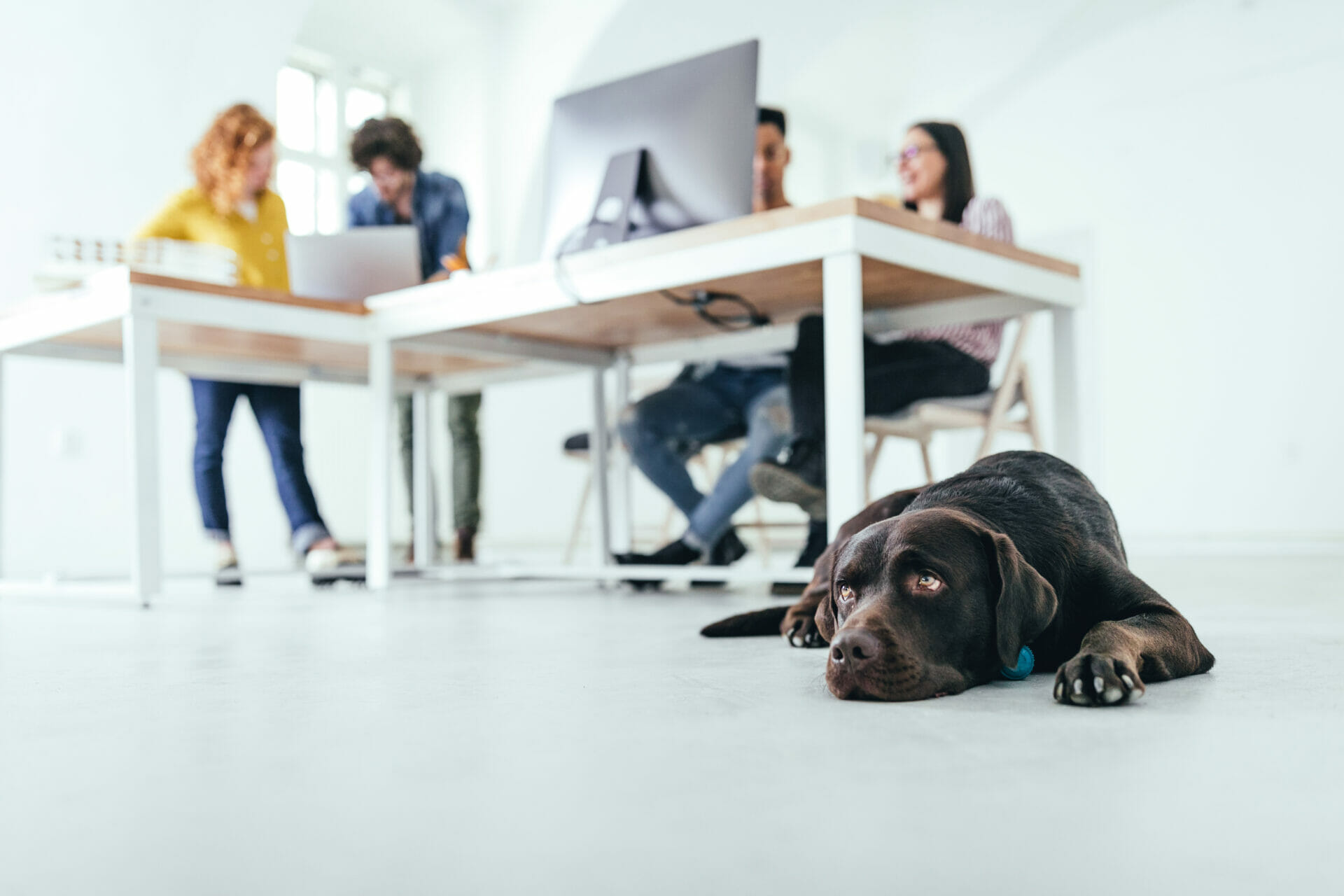 Office Dog Tips | Spot and Tango