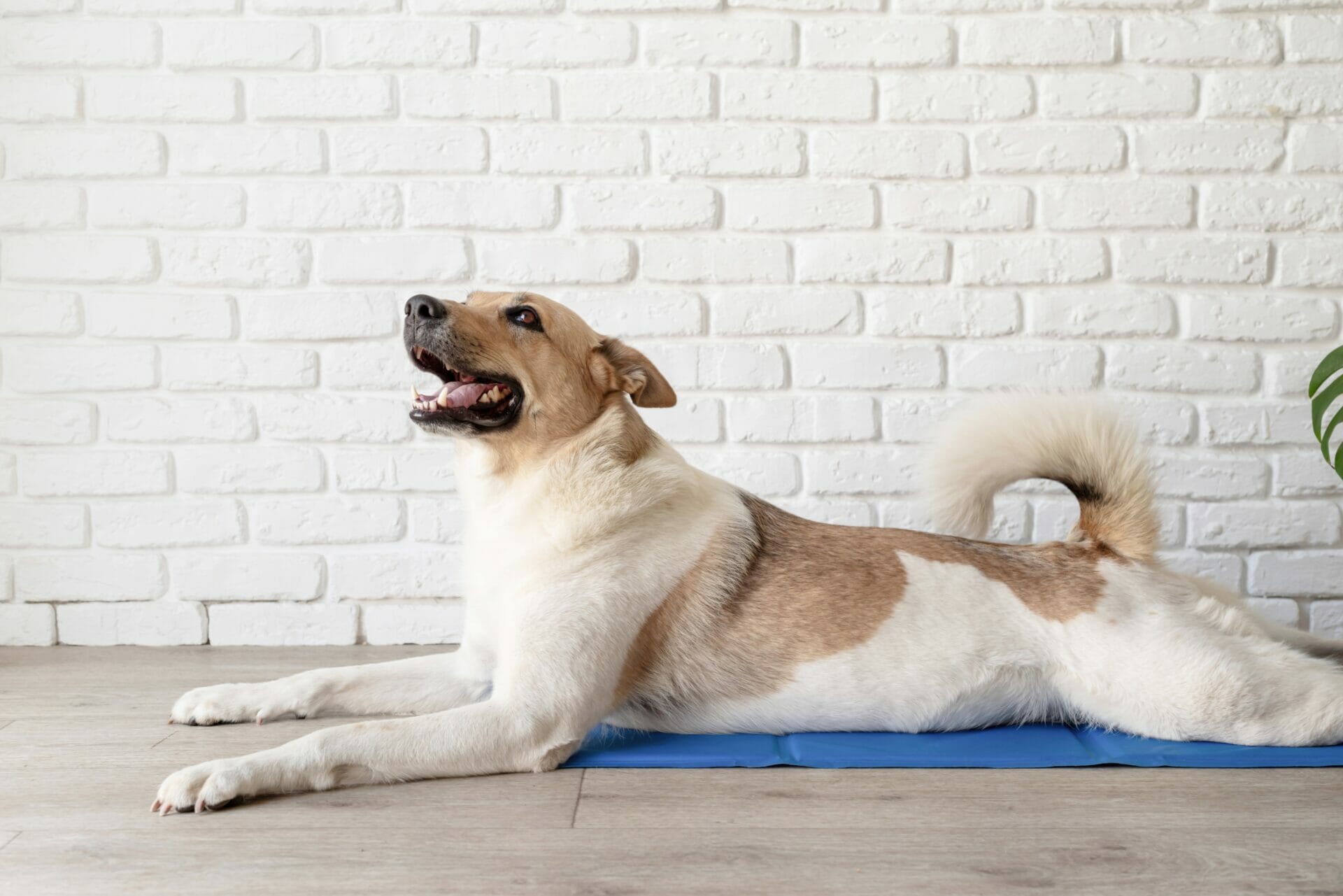 How To Mat Train Your Dog | Spot and Tango